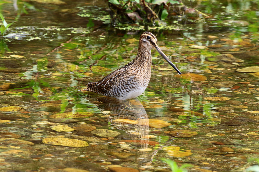 Azienda Agricola Faunistico Venatoria - Riserva San Bernardino S.r.l.